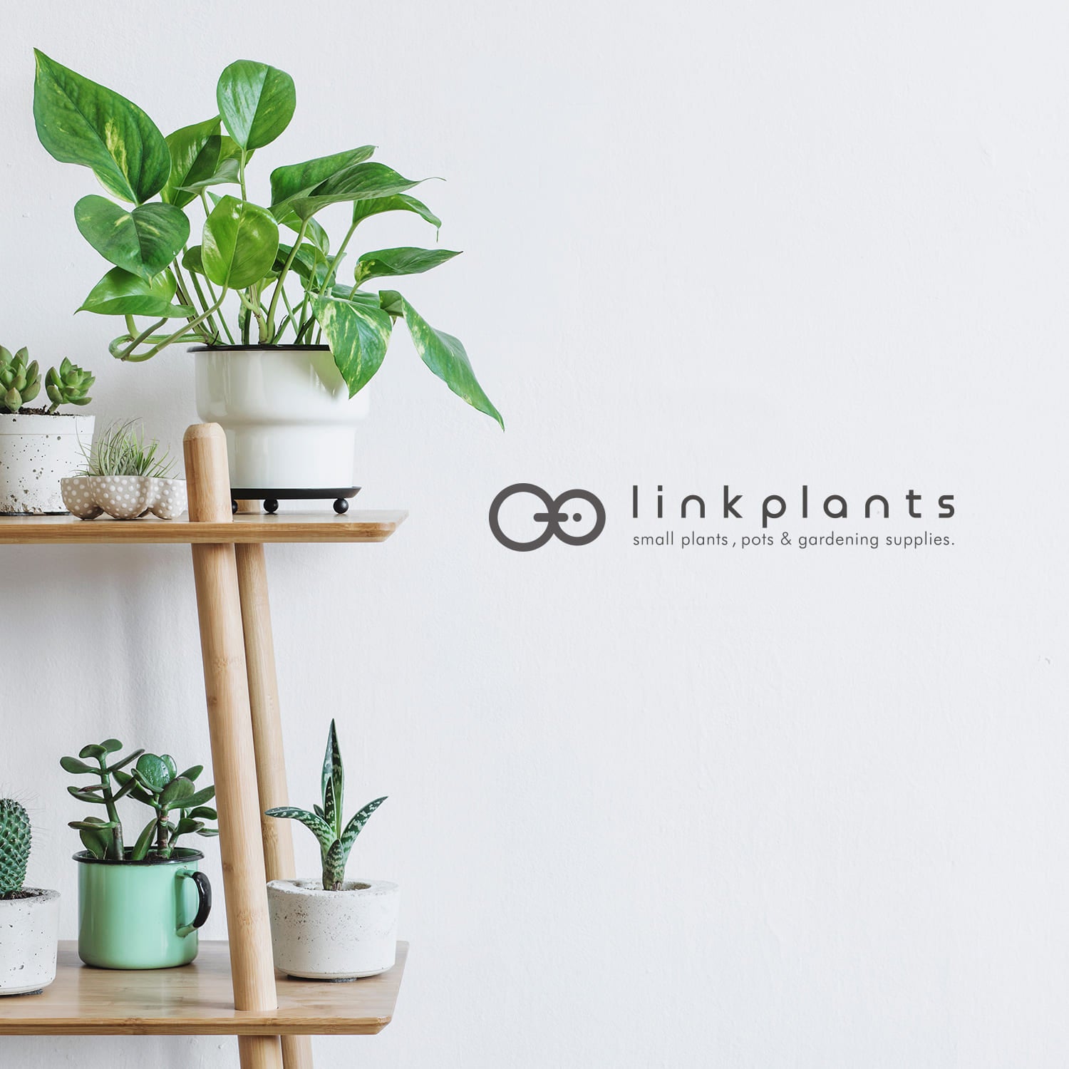 オンラインストアOPENのお知らせ – linkplants -リンクプランツ-