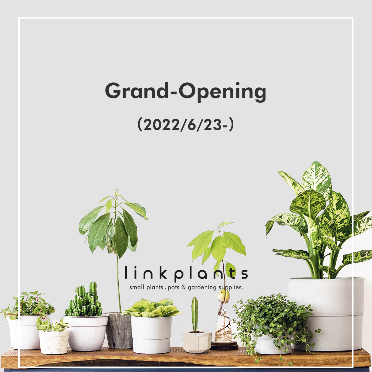 Grand-Opening（2022/6/23-） – linkplants -リンクプランツ-
