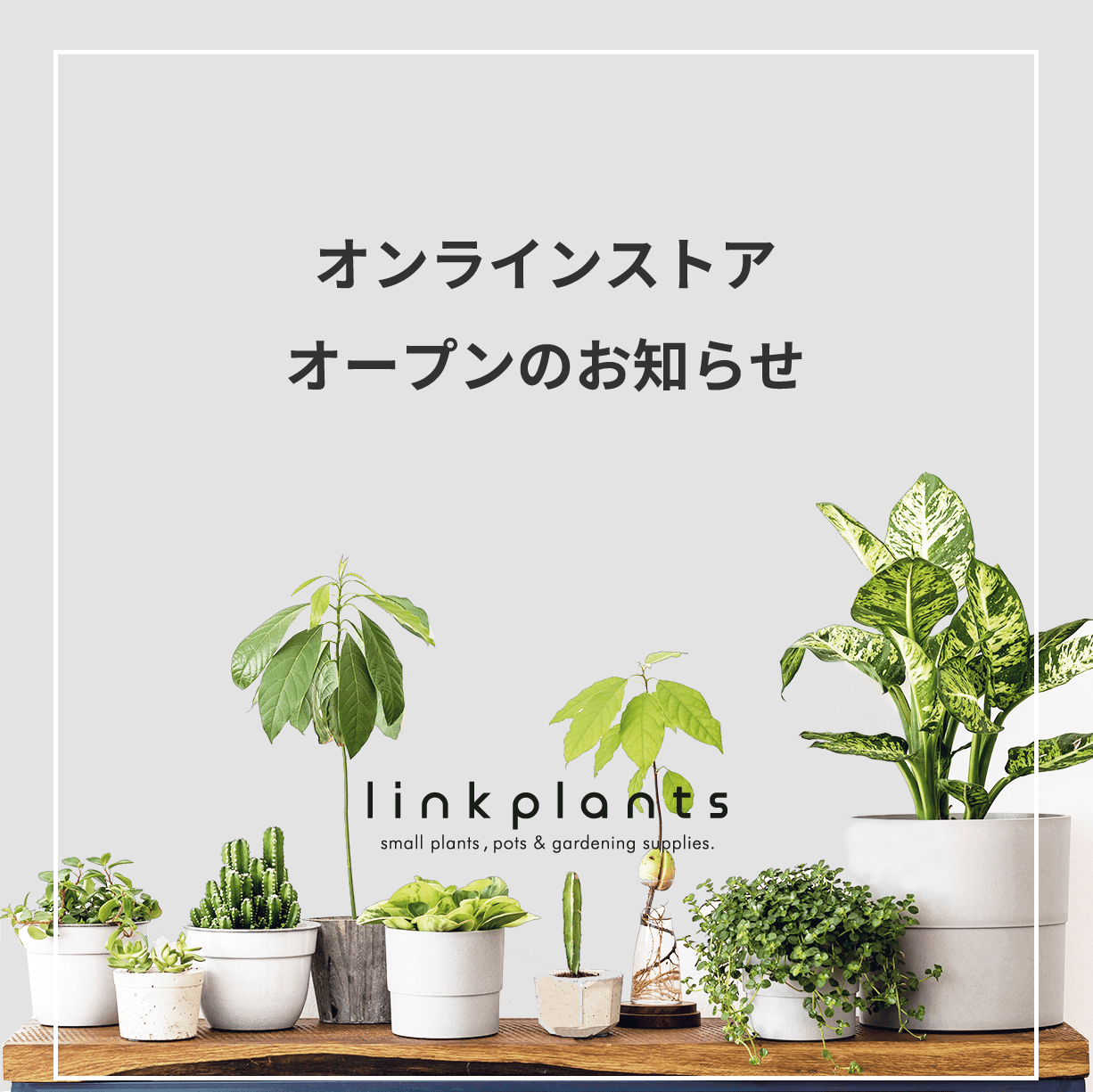 オンラインストアオープンのお知らせ – linkplants -リンクプランツ-