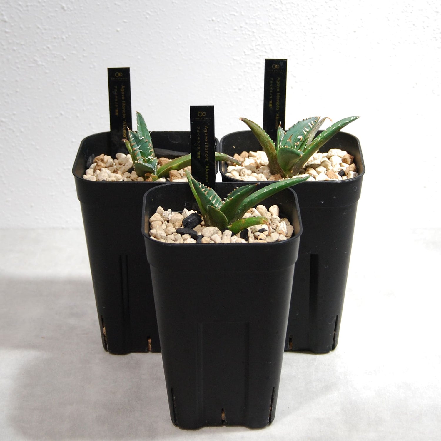 アガベ チタノタ 悪魔（スーパーチタノタ）をオンラインストアに追加しました！ – linkplants -リンクプランツ-