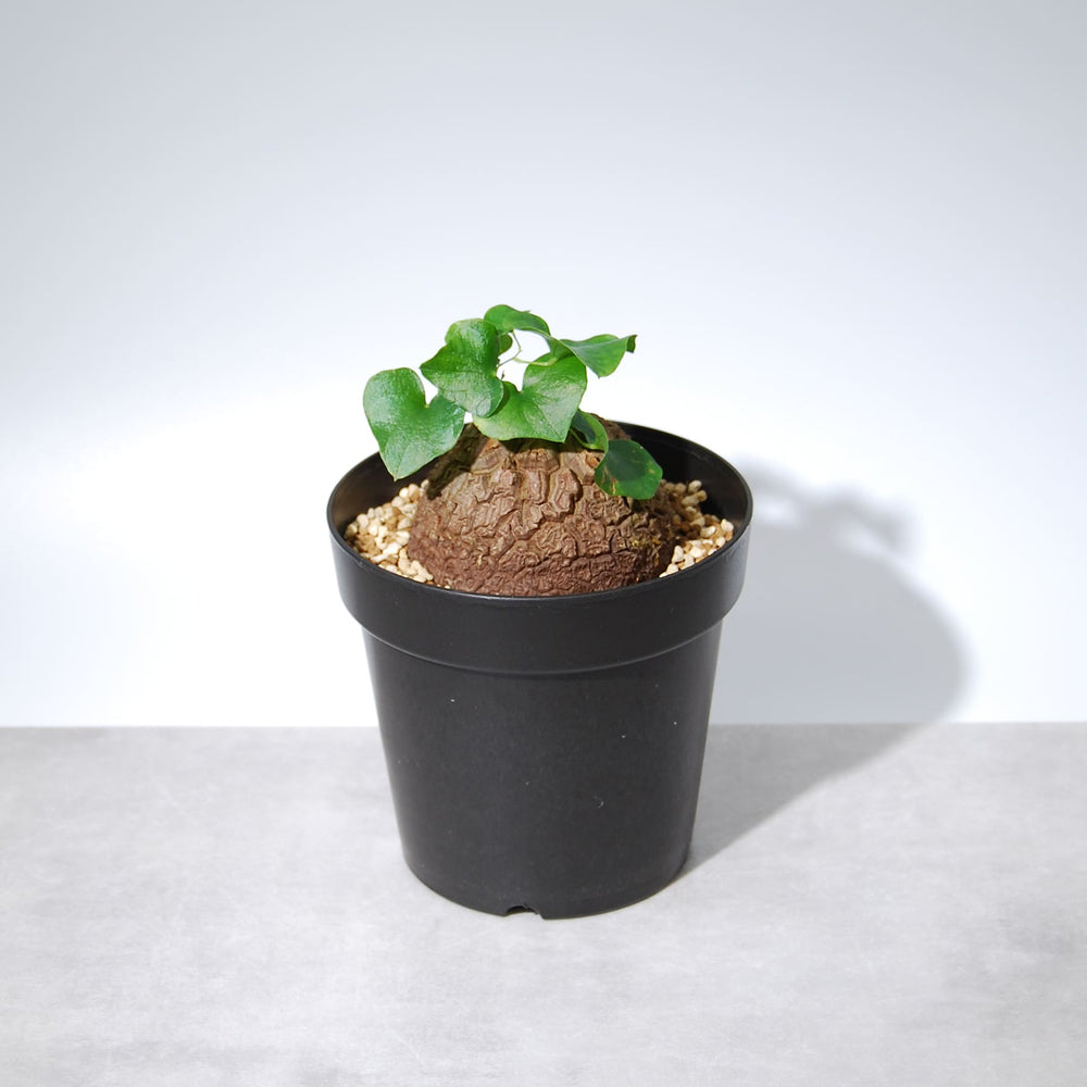 News – Page 2 – linkplants -リンクプランツ-