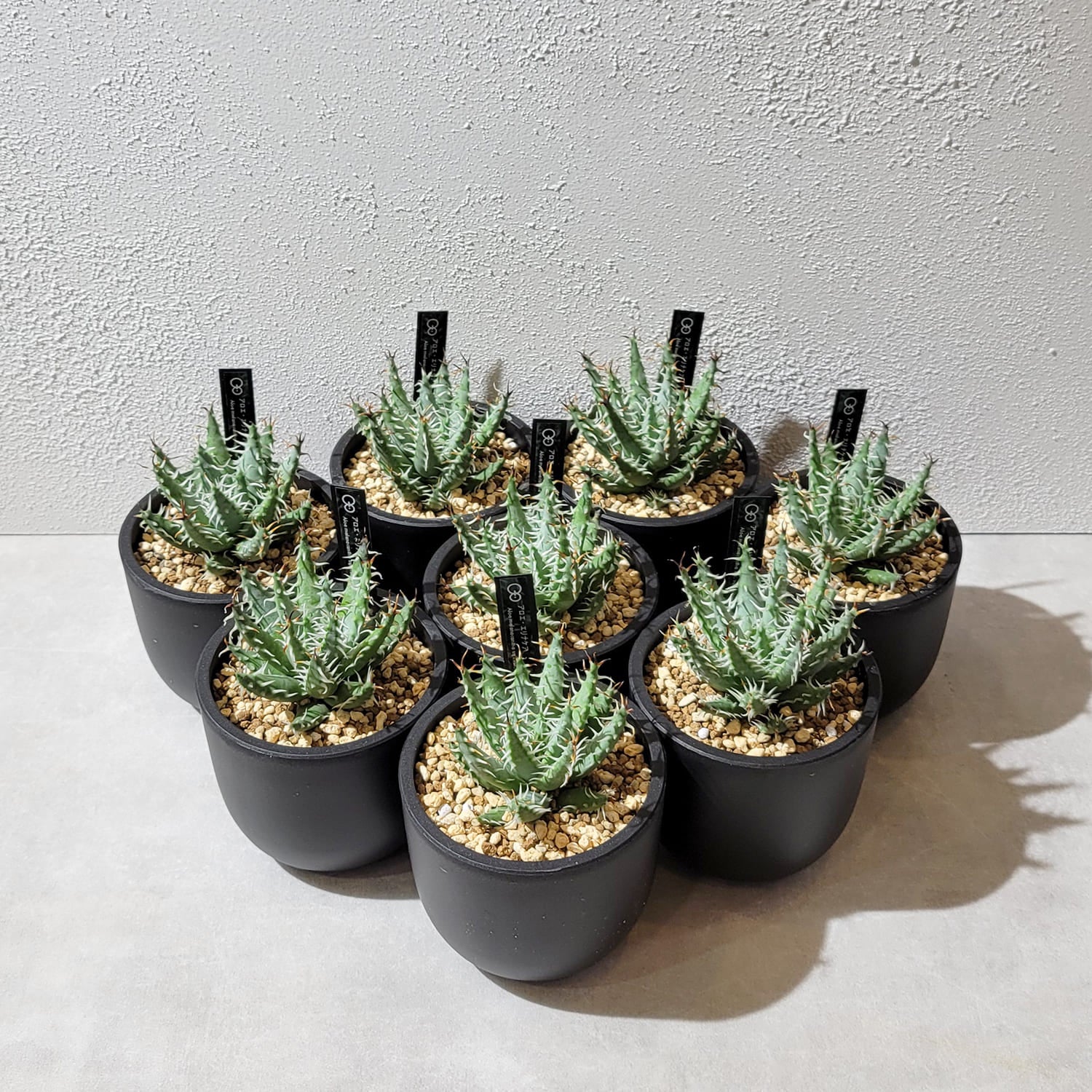 アロエ・エリナケアを5点オンラインストアに追加しました。 – linkplants -リンクプランツ-