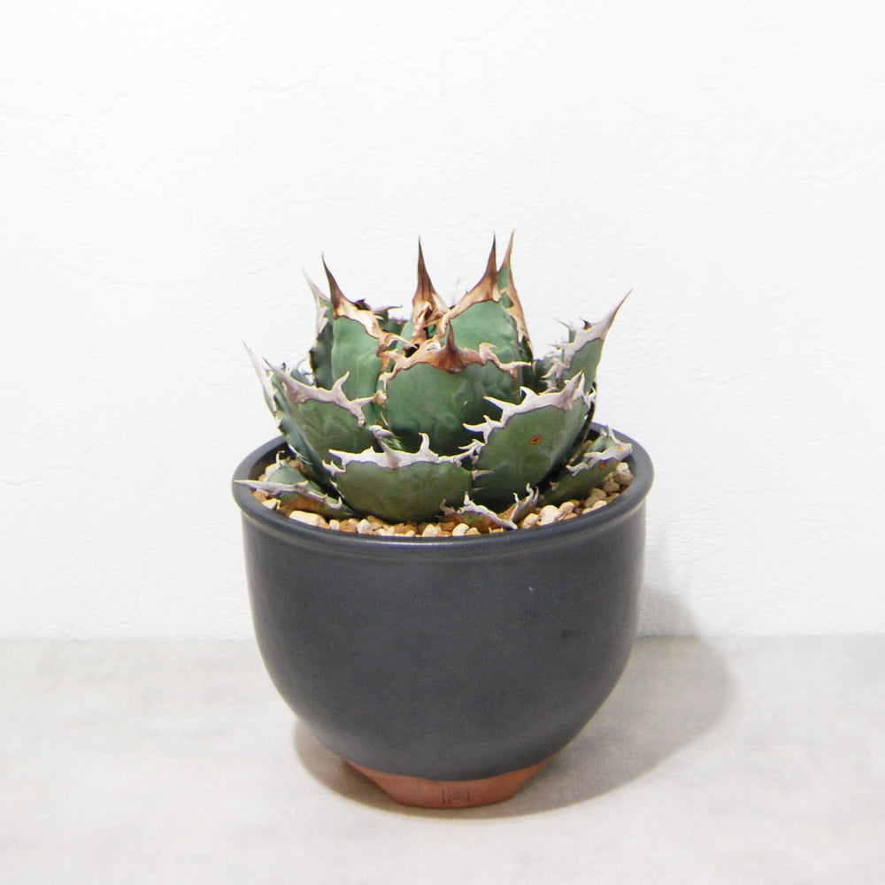 News – linkplants -リンクプランツ-