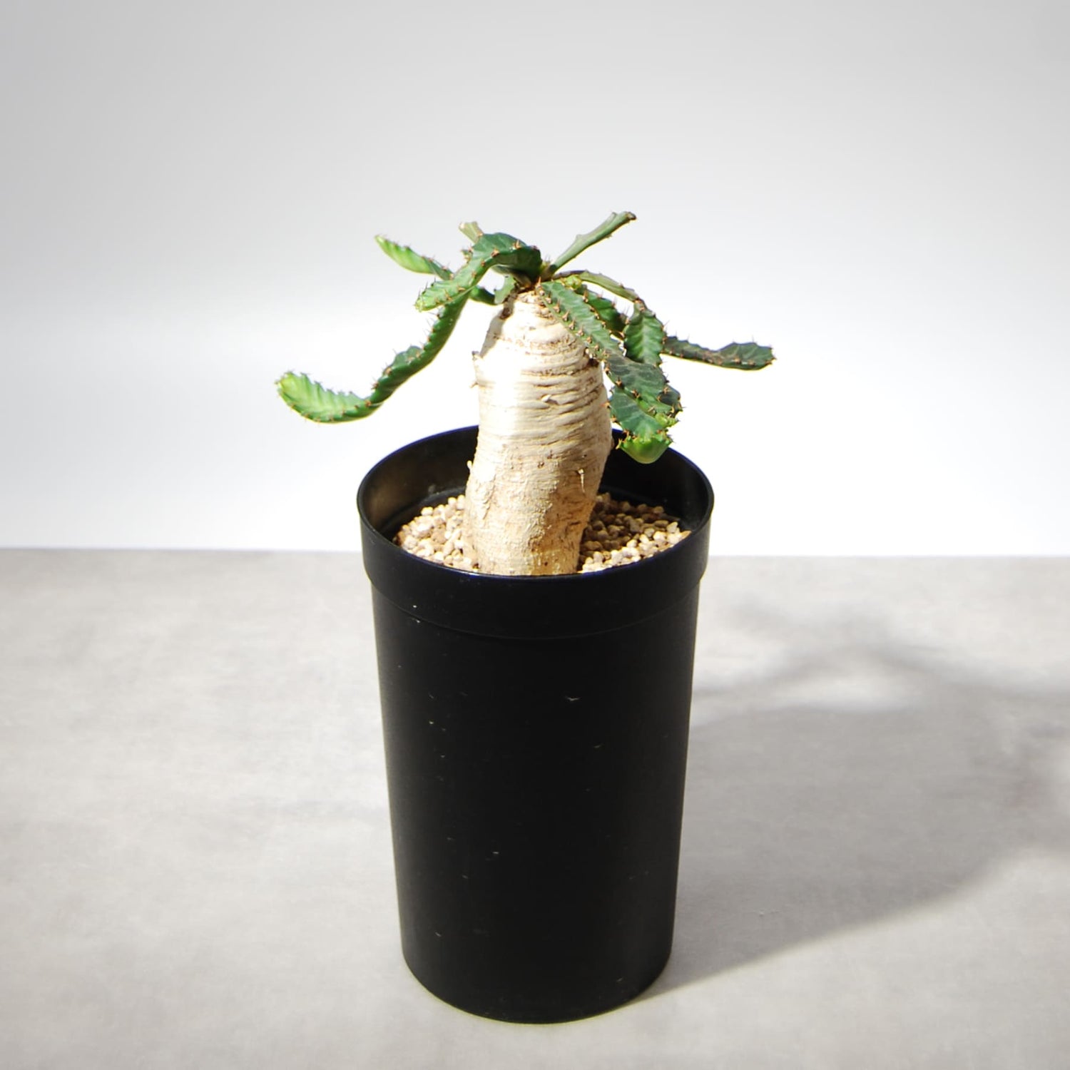 News – linkplants -リンクプランツ-