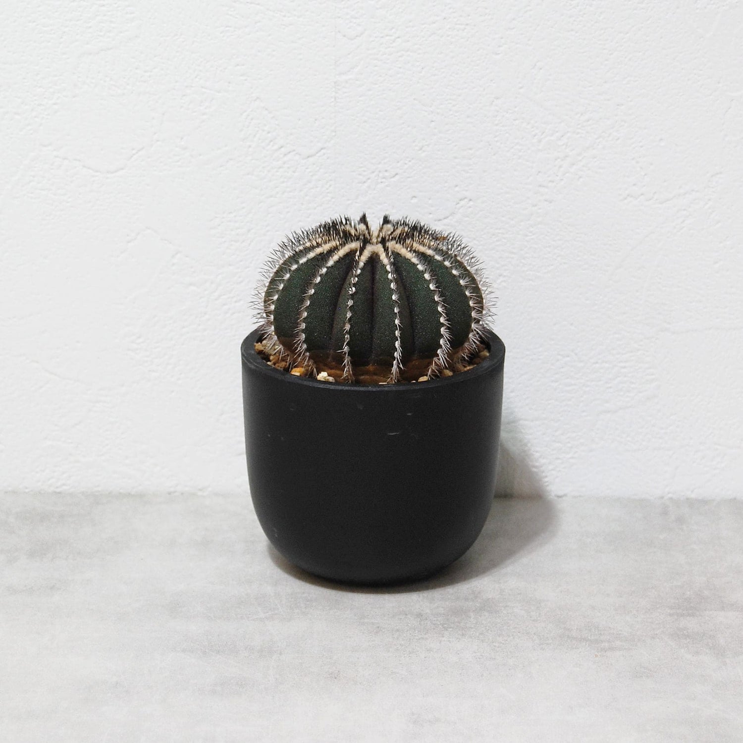 ユーベルマニア ペクチニフェラを5点オンラインストアに追加しました！ – linkplants -リンクプランツ-