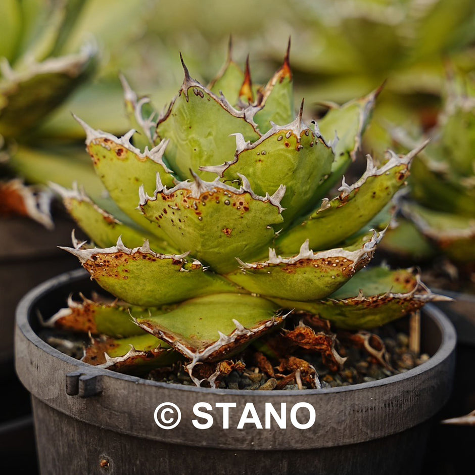 植物 – linkplants -リンクプランツ-