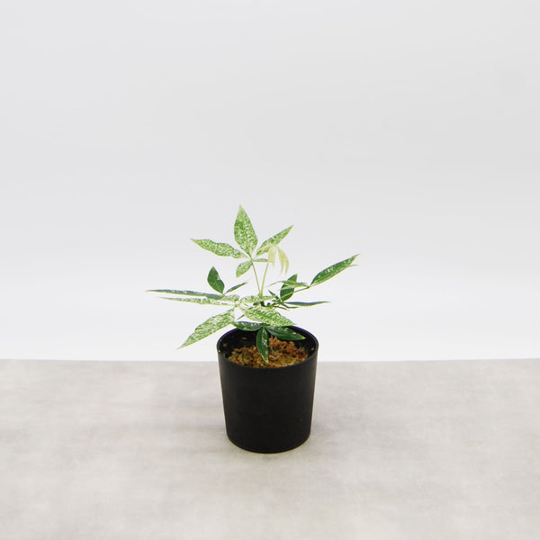 パキラ ミルキーウェイ（実生）003 – linkplants -リンクプランツ-