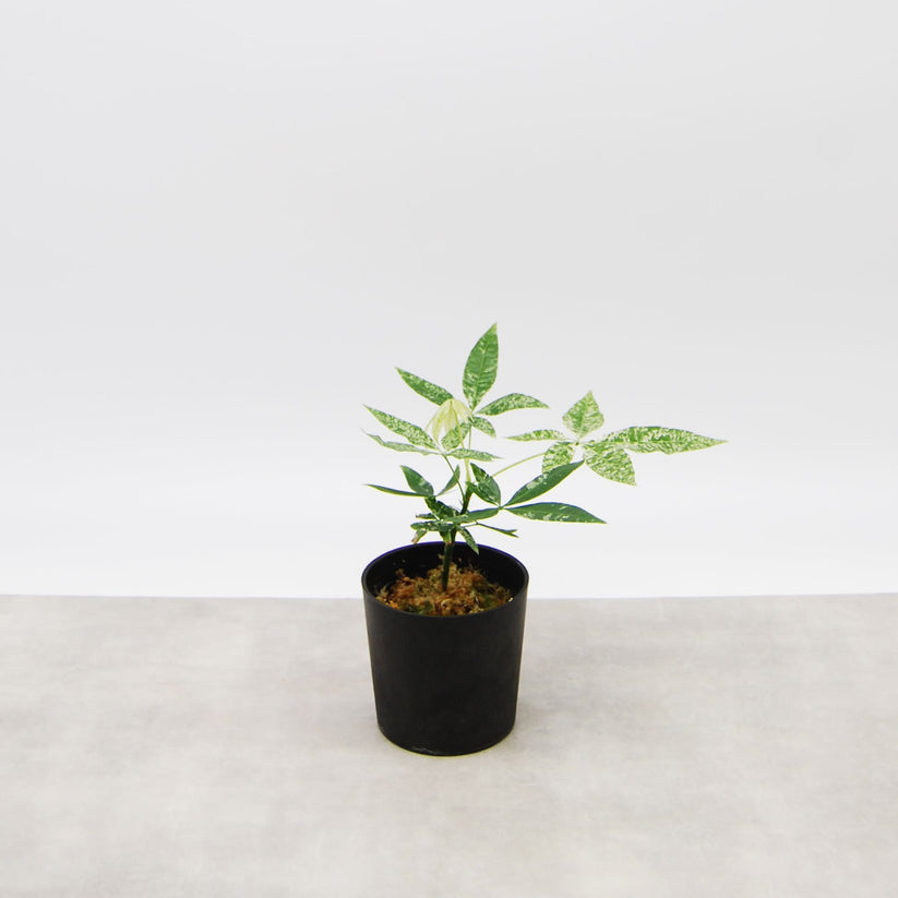 パキラ ミルキーウェイ（実生）003 – linkplants -リンクプランツ-