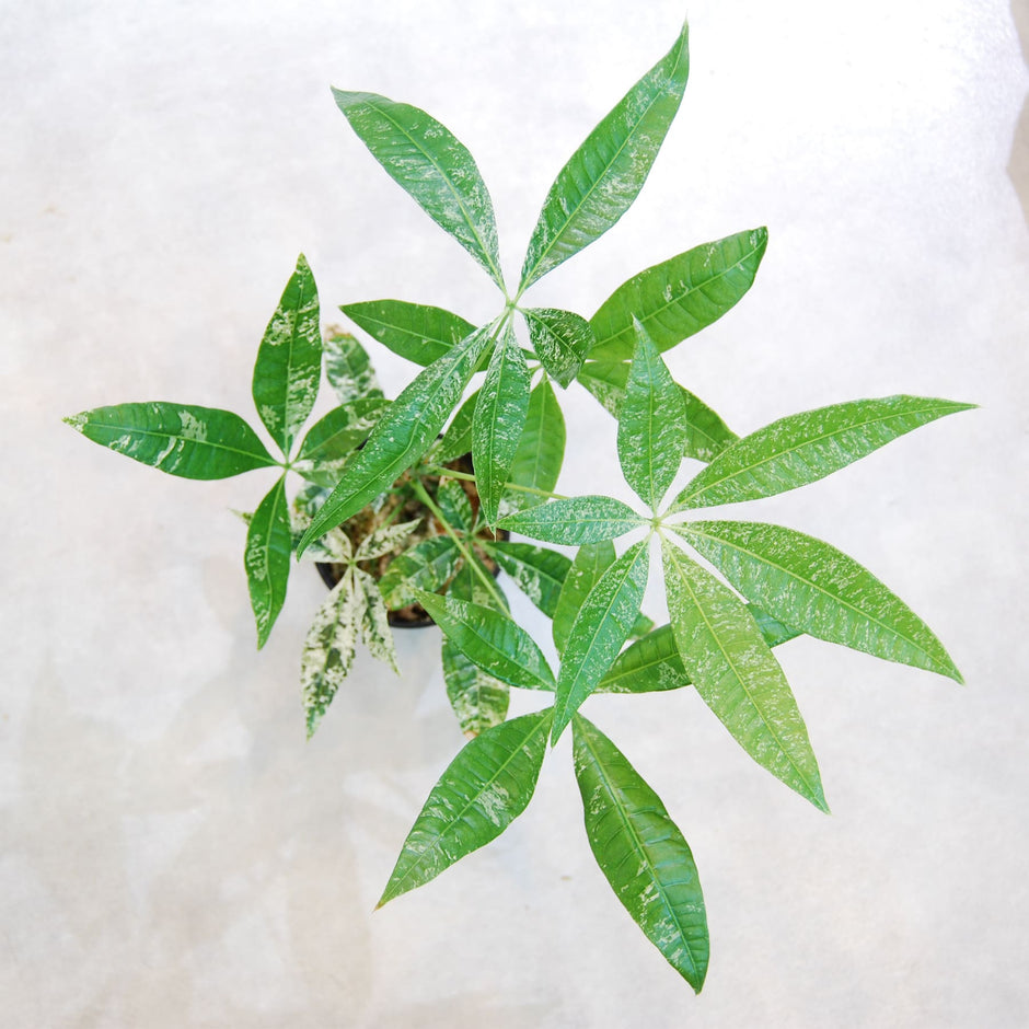 植物 – linkplants -リンクプランツ-