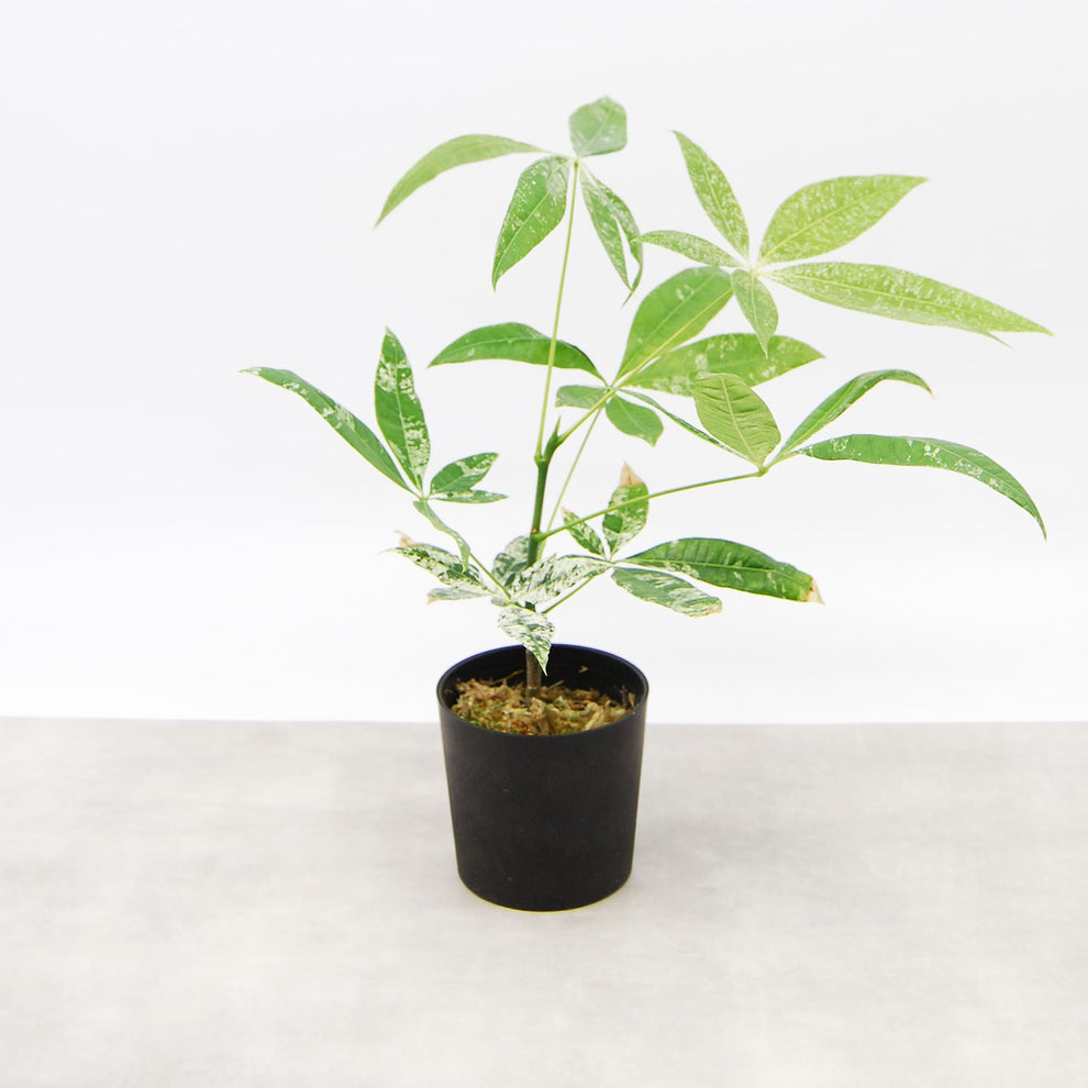 パキラ ミルキーウェイ（挿し木）001 – linkplants -リンクプランツ-