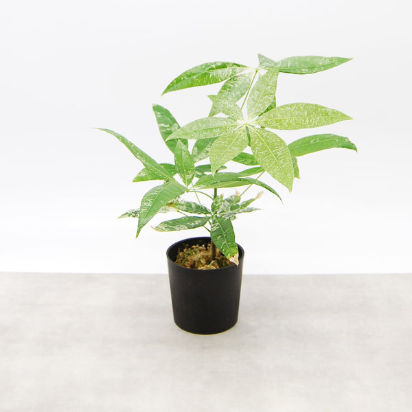 パキラ ミルキーウェイ（挿し木）001 – linkplants -リンクプランツ-