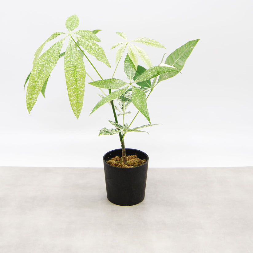 パキラ ミルキーウェイ（挿し木）004 – linkplants -リンクプランツ-