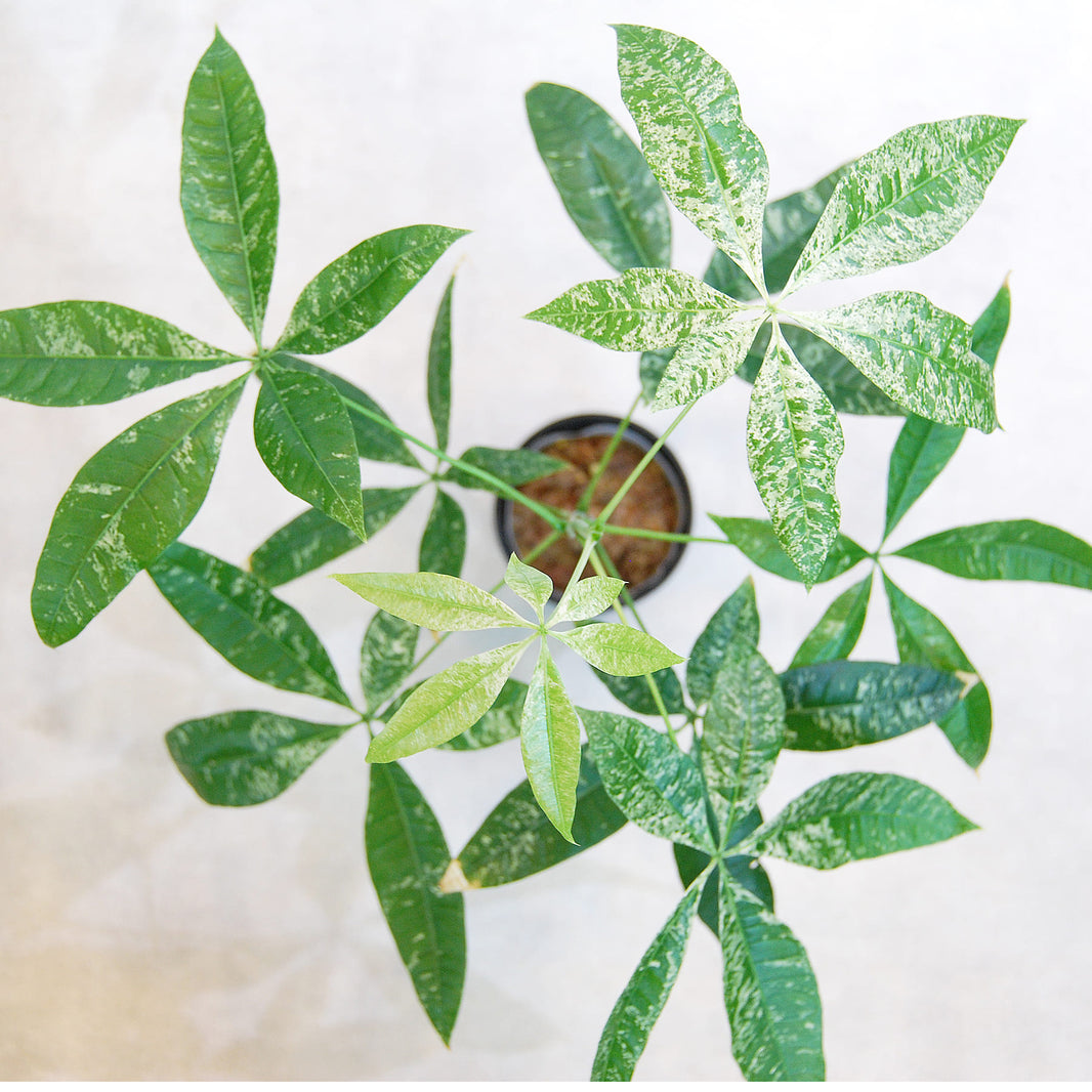 植物 – linkplants -リンクプランツ-