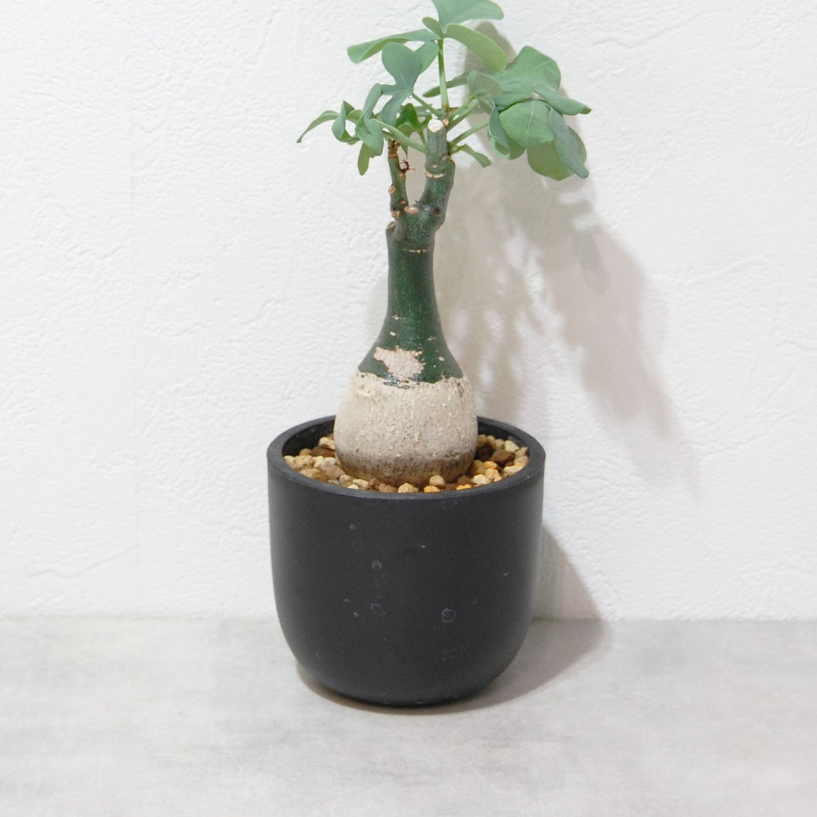 アデニア グラウカ（幻蝶かずら）043 – linkplants -リンクプランツ-