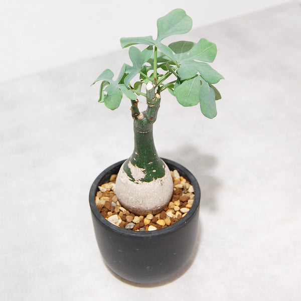 アデニア グラウカ（幻蝶かずら）043 – linkplants -リンクプランツ-