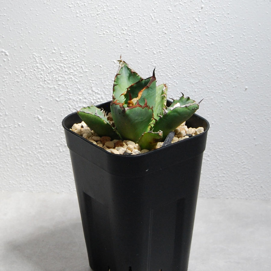 植物 – linkplants -リンクプランツ-