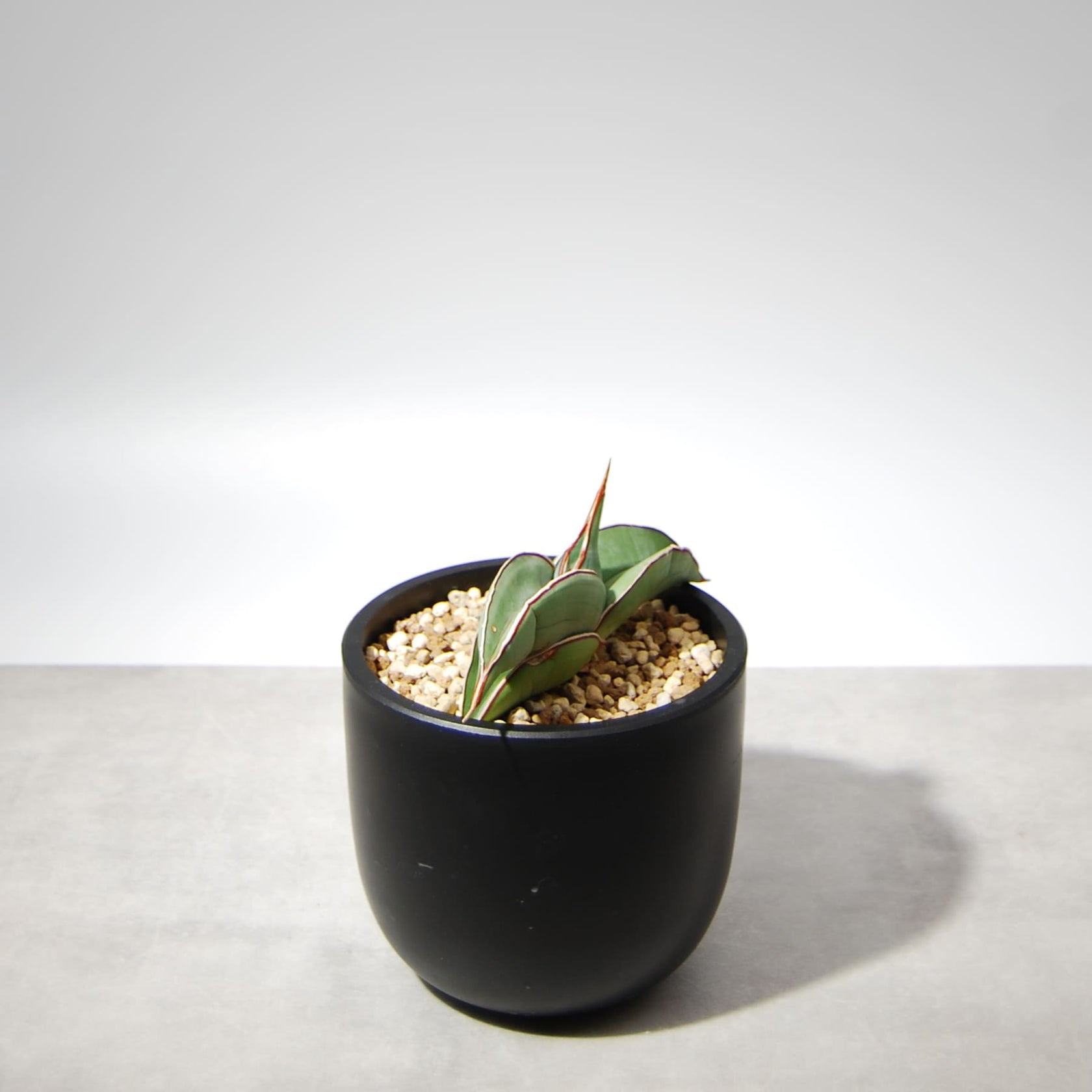 サンセベリア・エーレンベルギーバナナ 001 – linkplants -リンクプランツ-