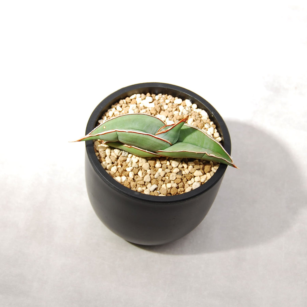 植物 – linkplants -リンクプランツ-