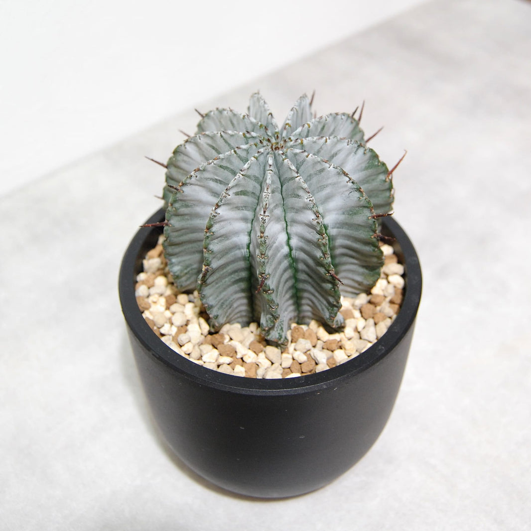 植物 – linkplants -リンクプランツ-