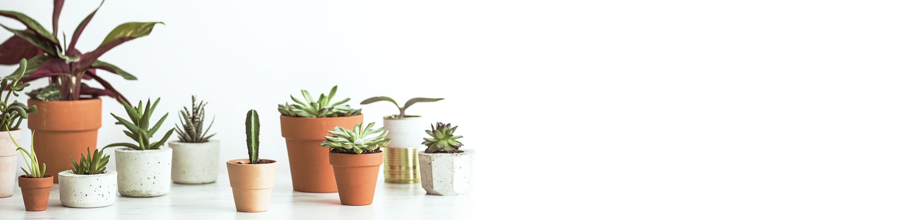 About – linkplants -リンクプランツ-