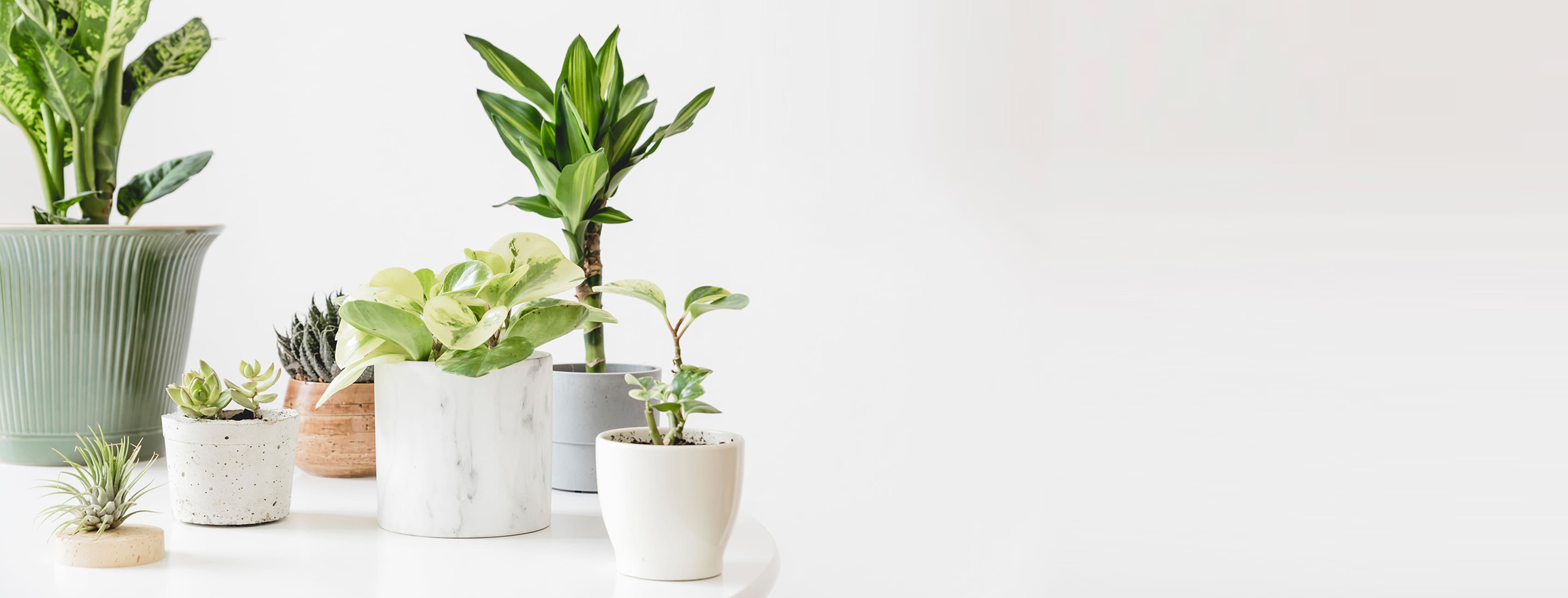 特定商取引法に基づく表記 – linkplants -リンクプランツ-