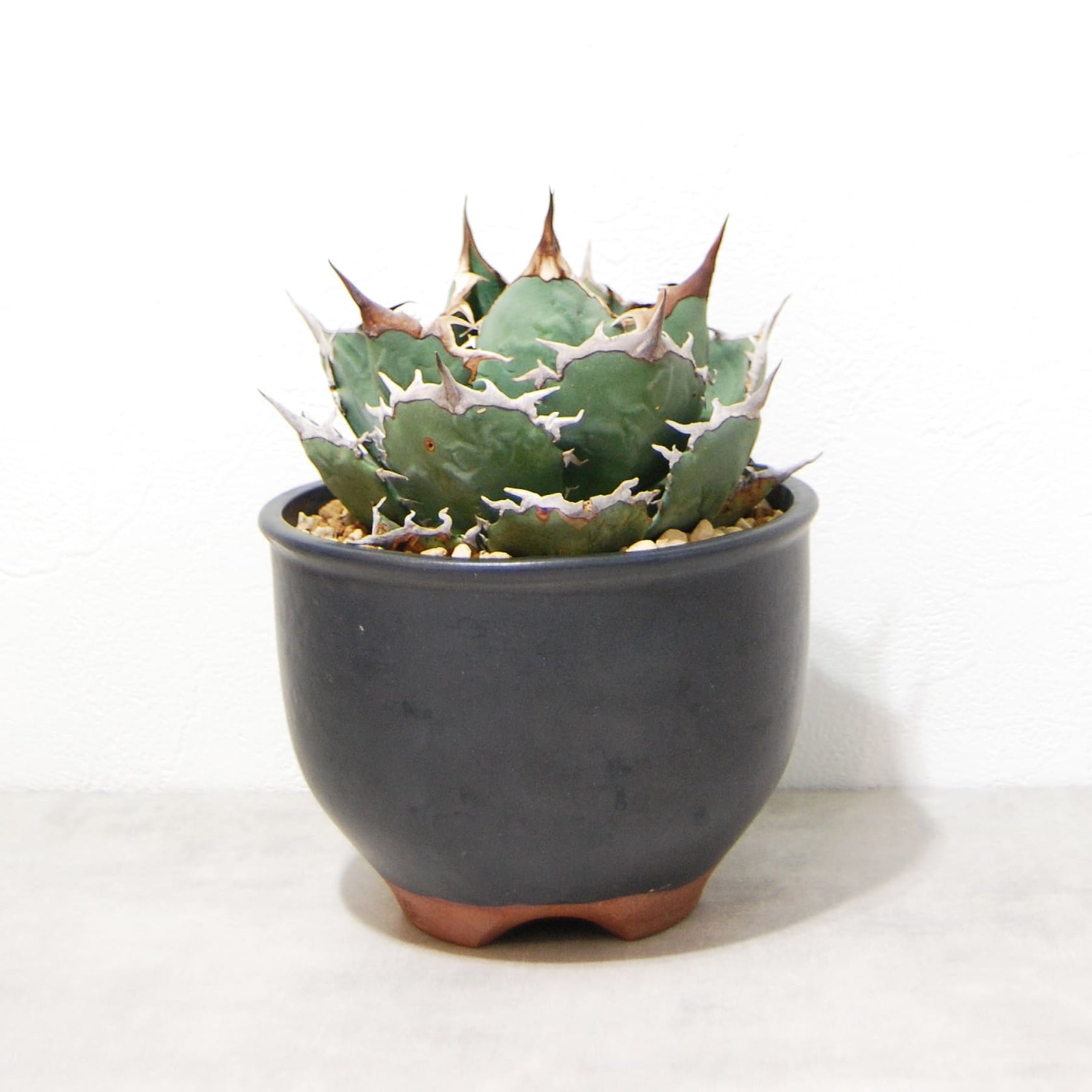 アガベ チタノタ FO-076 "Sierra Mixteca"（アガベ オテロイ） 004 – linkplants -リンクプランツ-