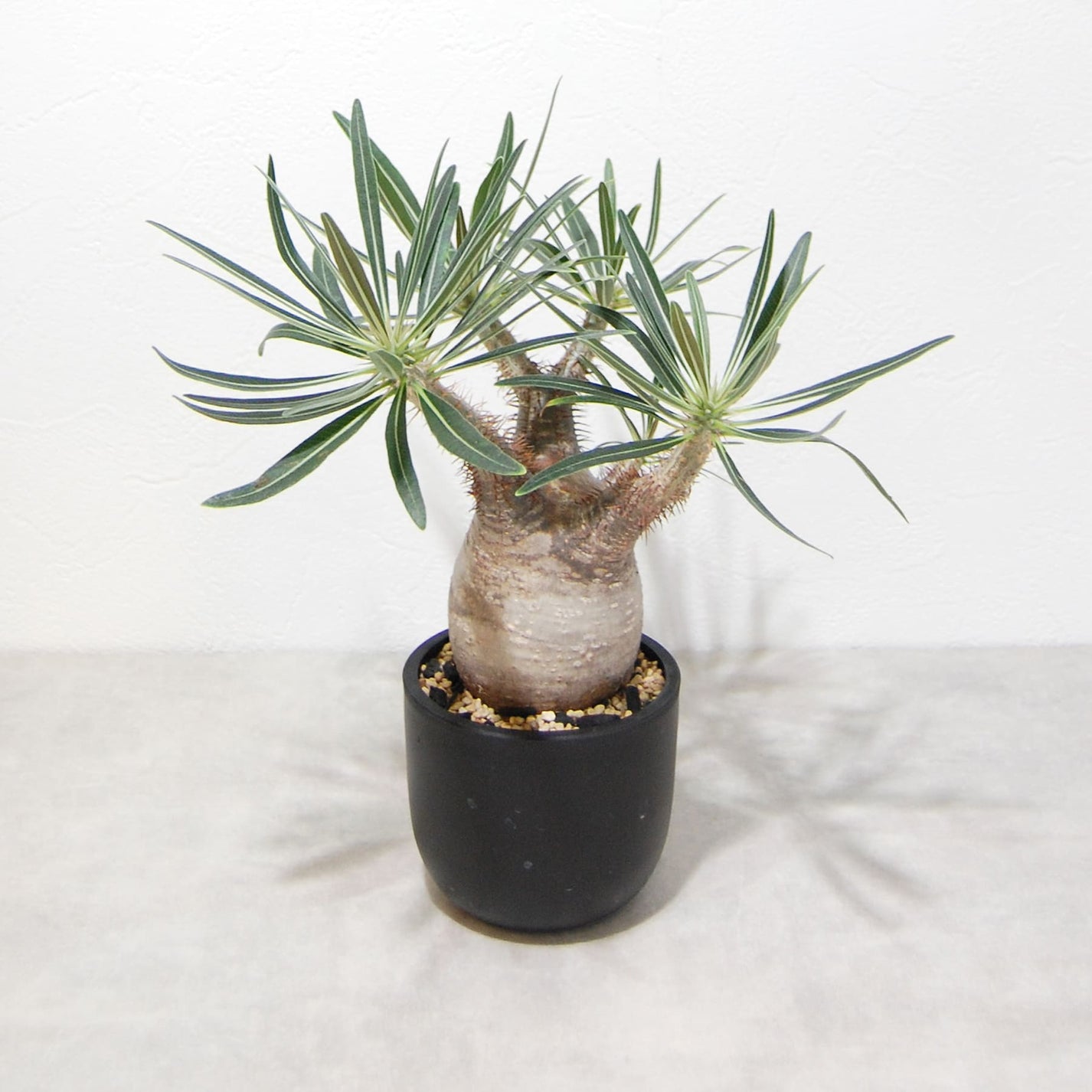 パキポディウム・グラキリス（グラキリウス）001 – linkplants -リンクプランツ-