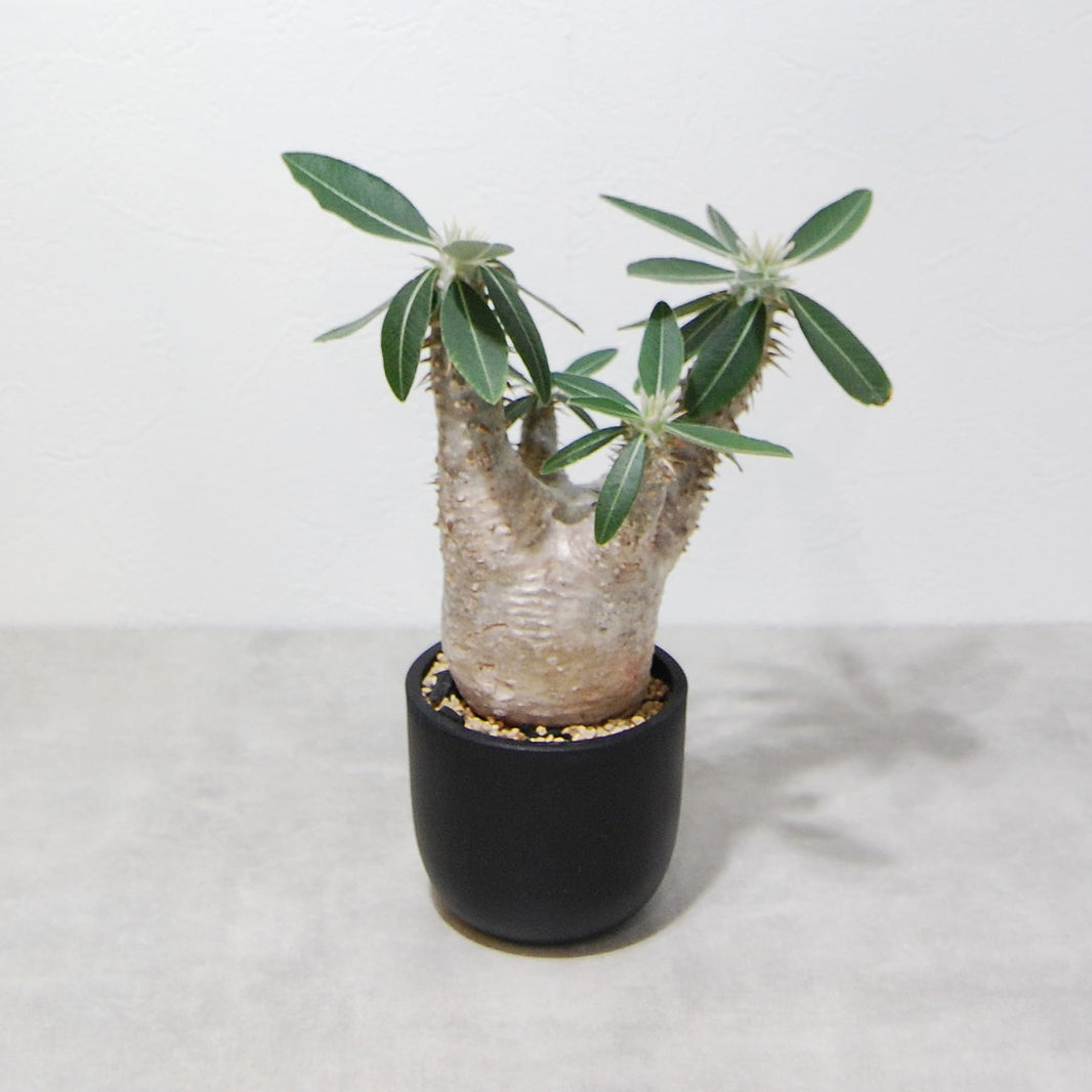 リンクプランツ｜小型観葉植物と植木鉢のセレクトショップ – linkplants -リンクプランツ-