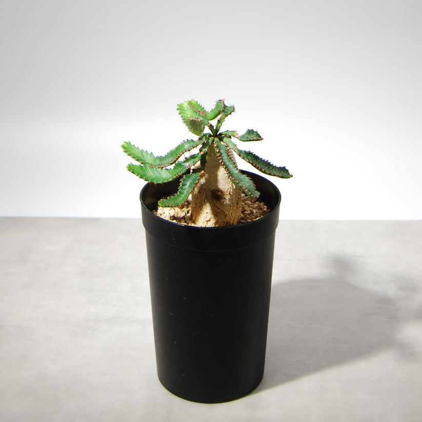 ユーフォルビア・ステラータ（飛竜）001 – linkplants -リンクプランツ-