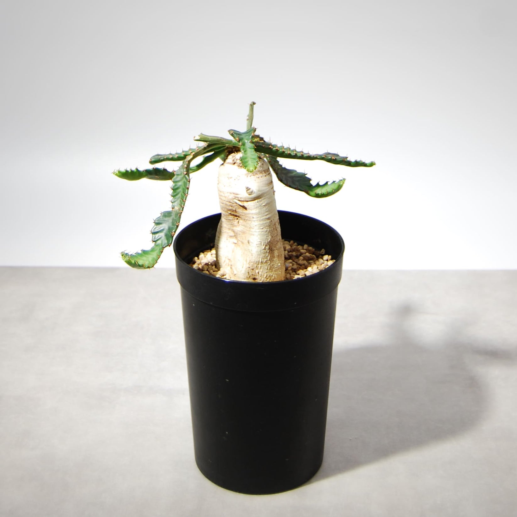 ユーフォルビア・ステラータ（飛竜）002 – linkplants -リンクプランツ-