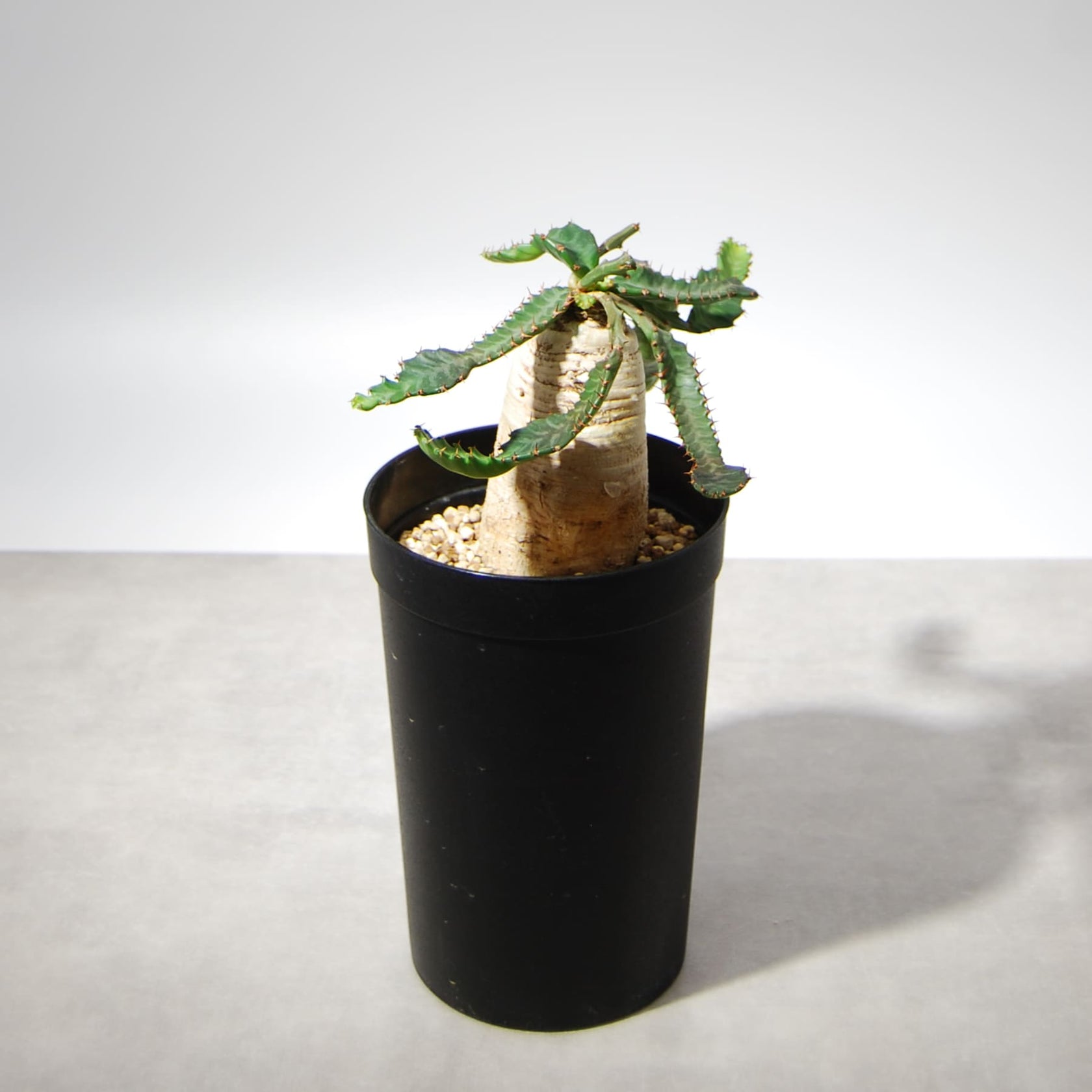 ユーフォルビア・ステラータ（飛竜）002 – linkplants -リンクプランツ-