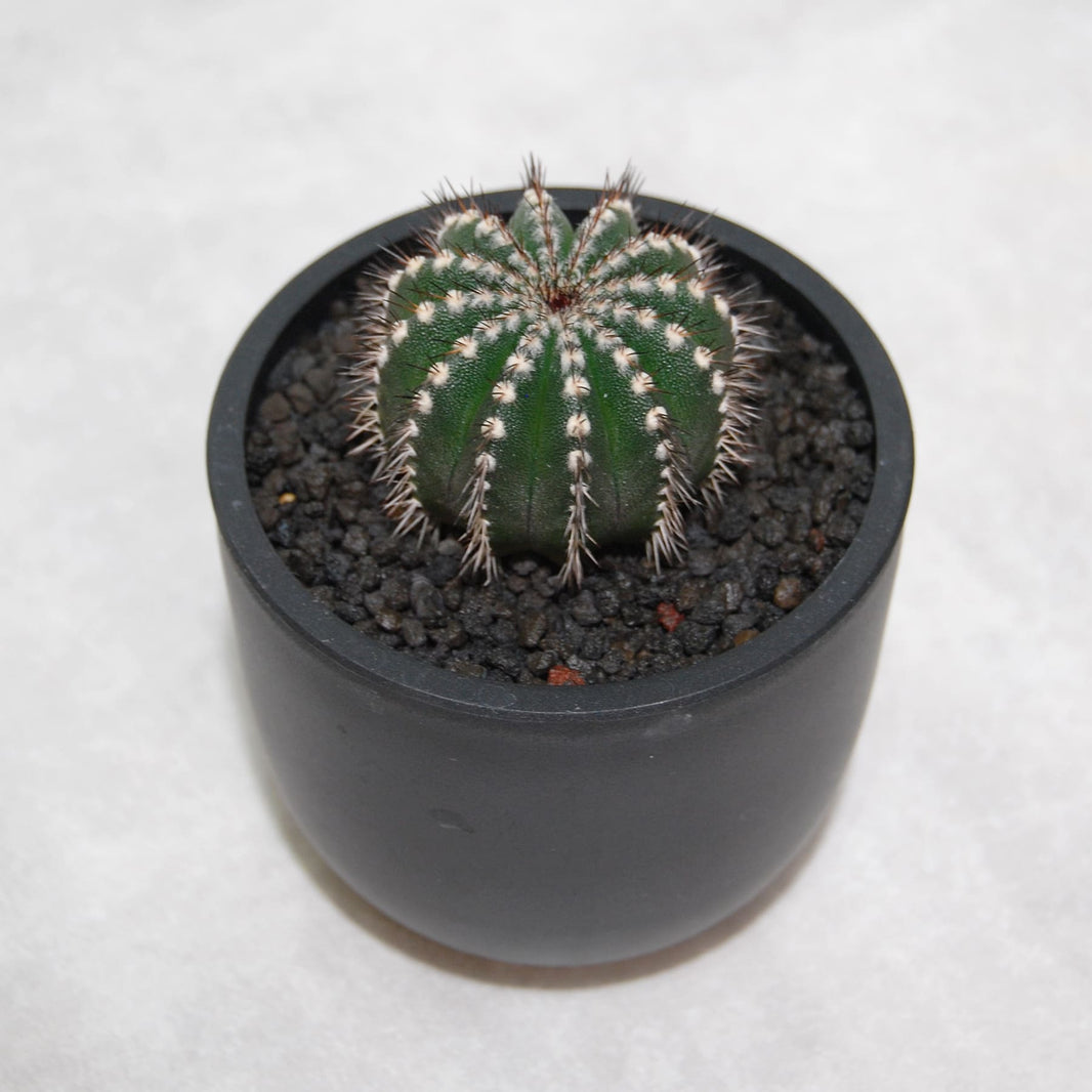 植物 – linkplants -リンクプランツ-