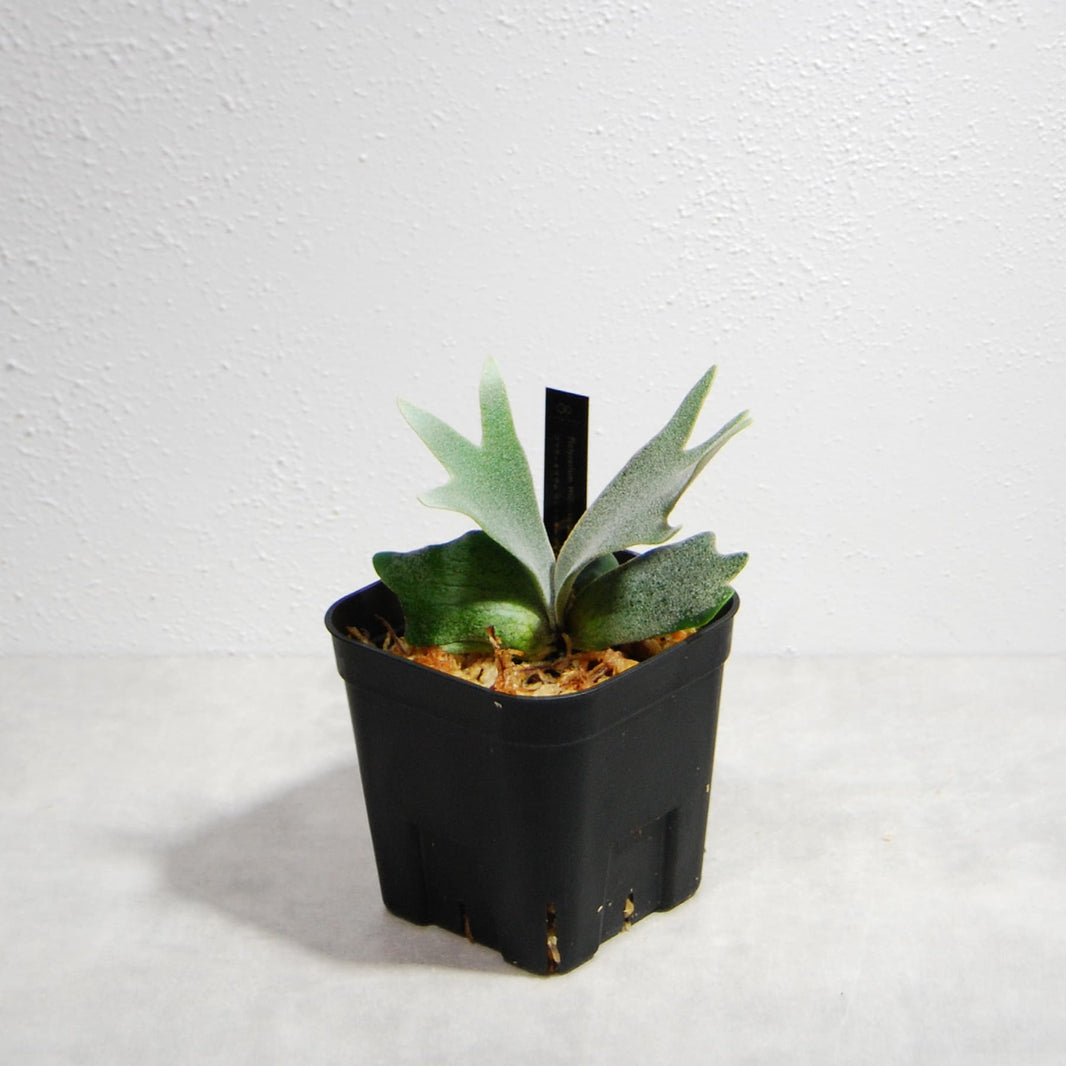 植物 – linkplants -リンクプランツ-