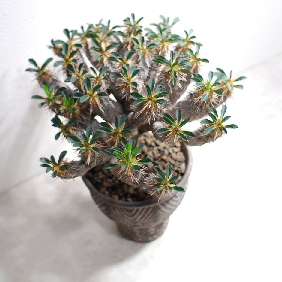 植物 – linkplants -リンクプランツ-