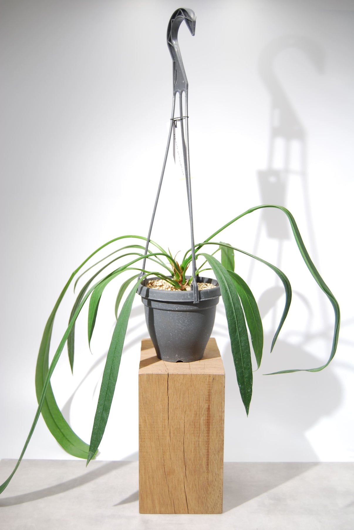 アンスリウム ビッタリフォリウム – linkplants -リンクプランツ-