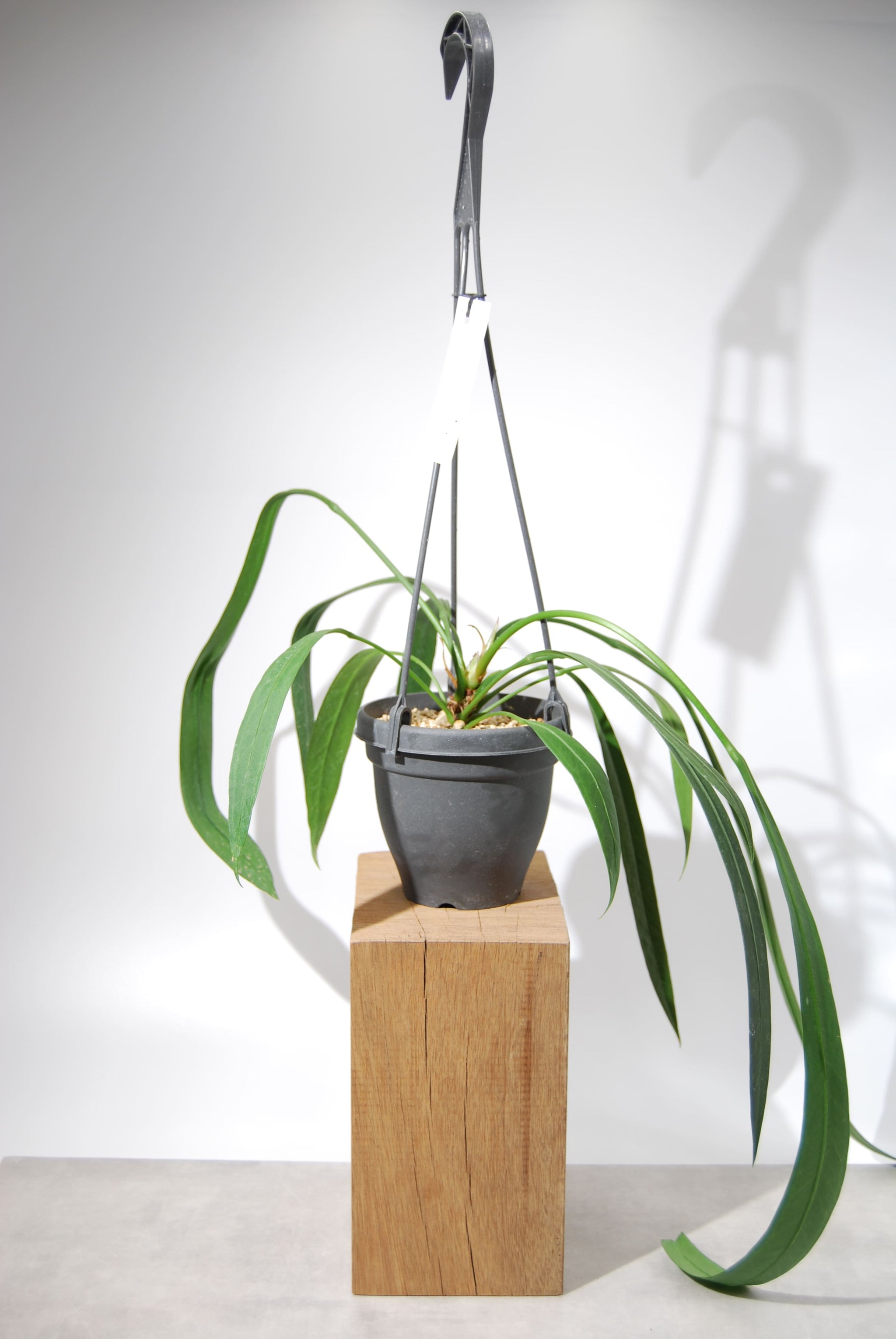 アンスリウム ビッタリフォリウム – linkplants -リンクプランツ-