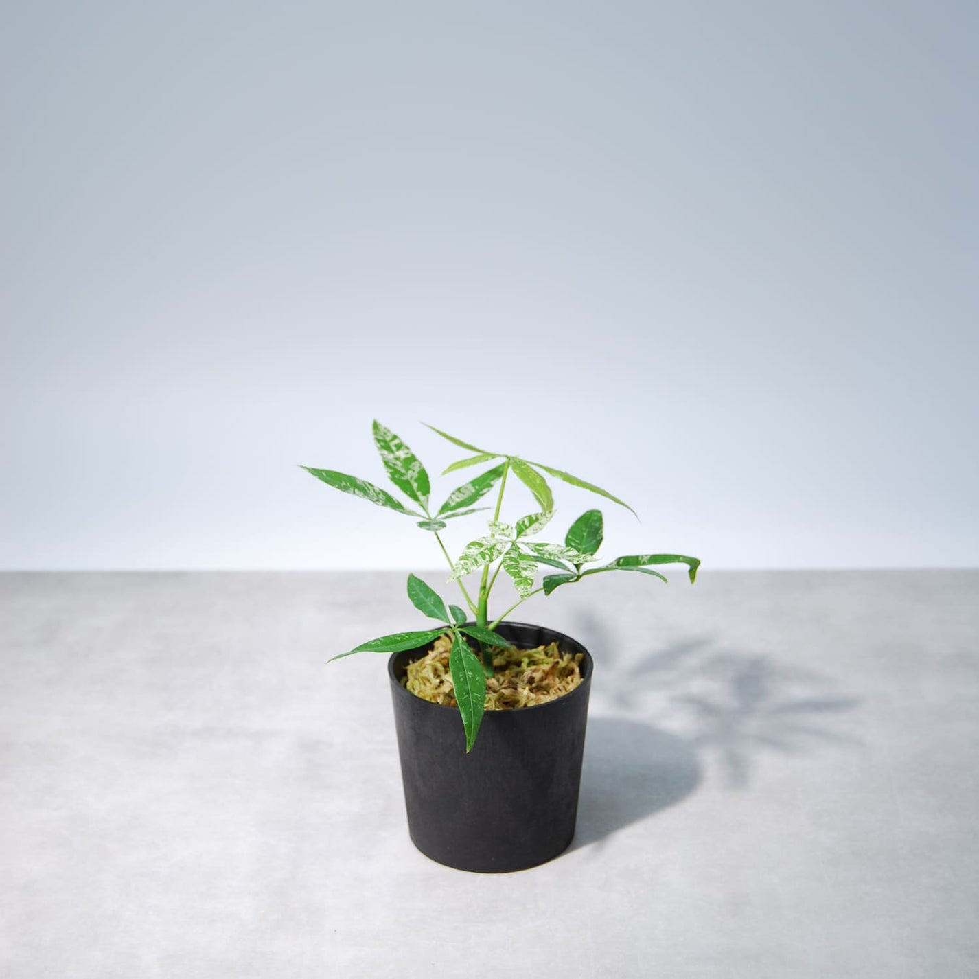 パキラ ミルキーウェイ（挿し木）002 – linkplants -リンクプランツ-