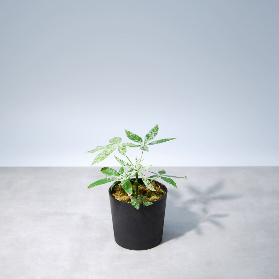 植物 – Page 2 – linkplants -リンクプランツ-